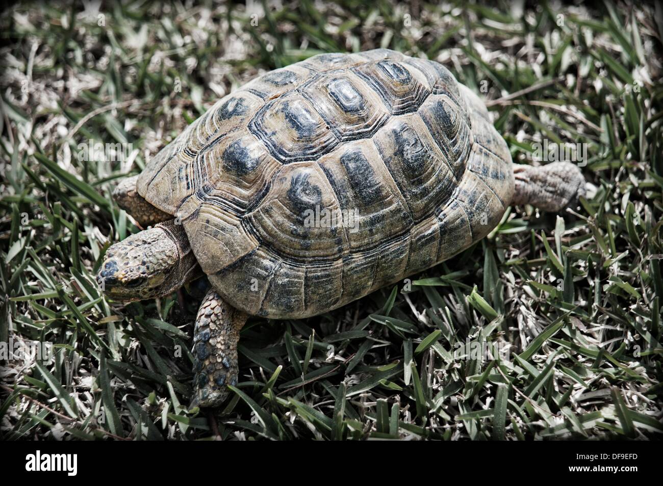 One of the offspring of baby turtles in the garden of Paula Stock Photo ...