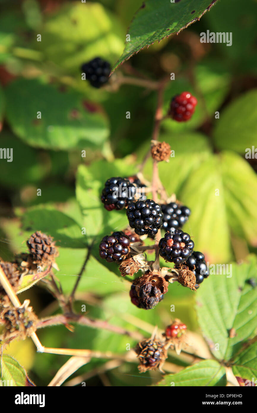 Brambles hi-res stock photography and images - Alamy