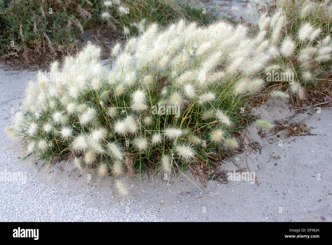 Provence grass hi-res stock photography and images - Alamy