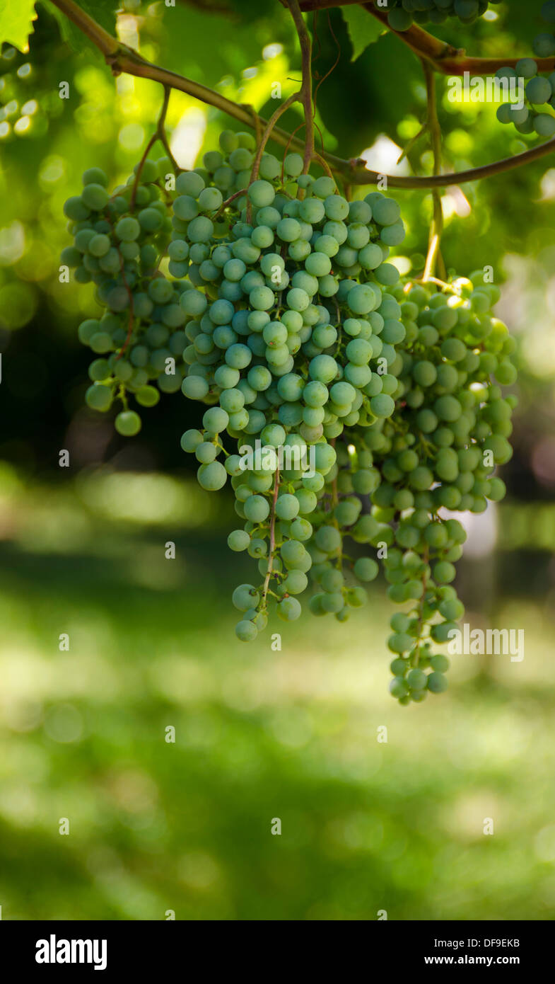 Grapes in a vineyard, South Tyrol, Italy, Europe Stock Photo - Alamy