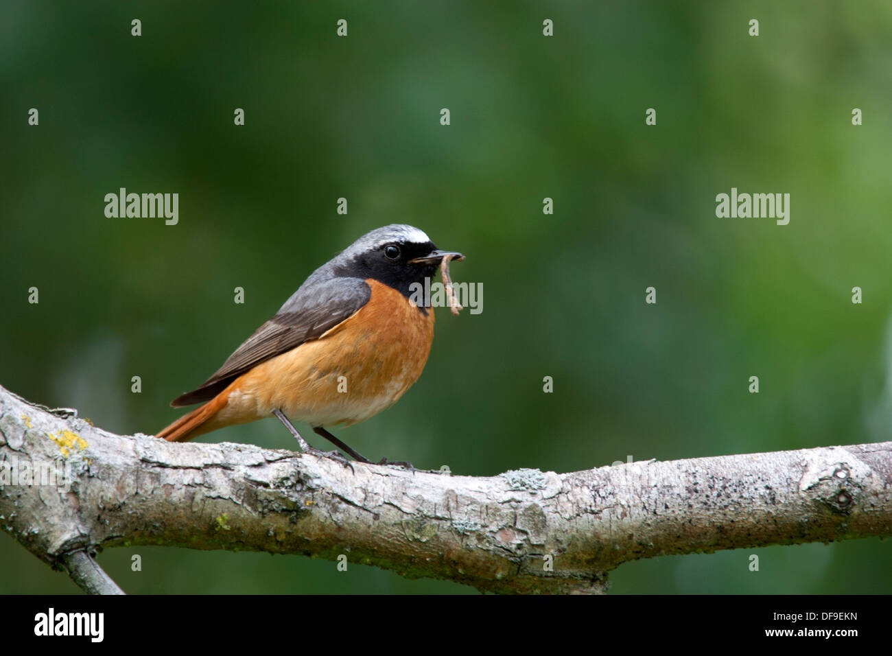 Male redstart nest hi-res stock photography and images - Alamy