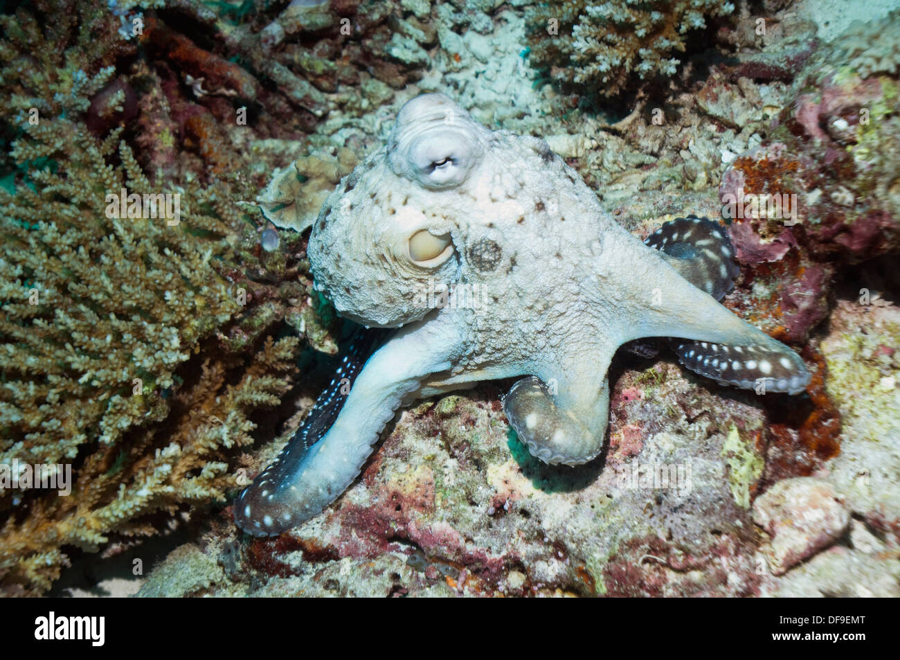 Day octopus octopus cyanea hunting hi-res stock photography and images ...