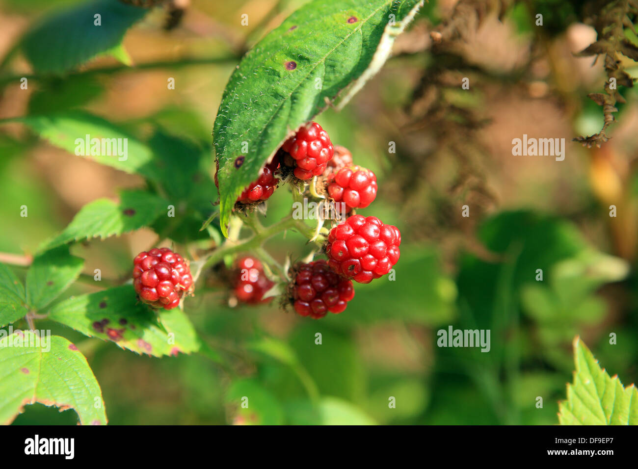 Brambles growing wild in Scotland Stock Photo - Alamy