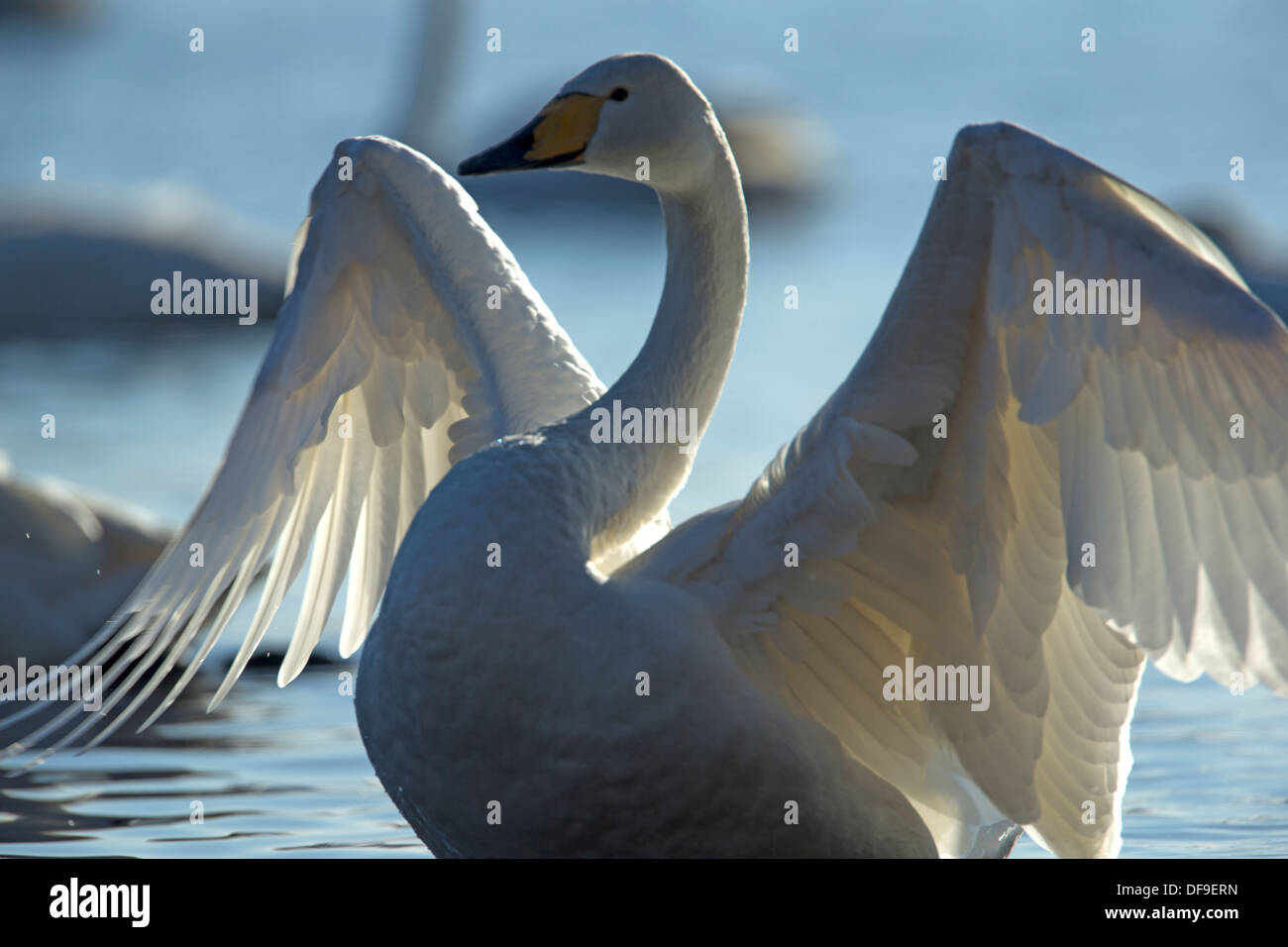 Whooper Swan Flap High Resolution Stock Photography and Images - Alamy