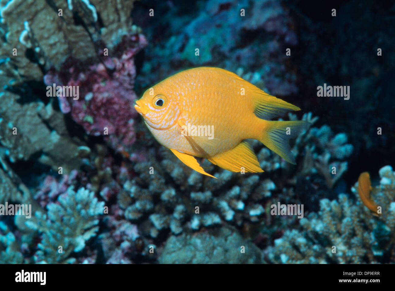 Golden damsel andaman sea hi-res stock photography and images - Alamy