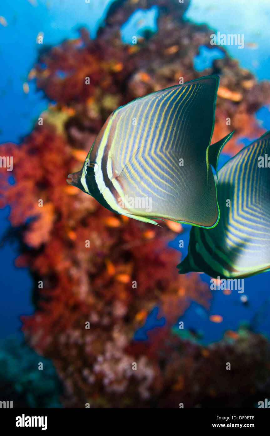 Eastern triangle butterflyfish hi-res stock photography and images - Alamy