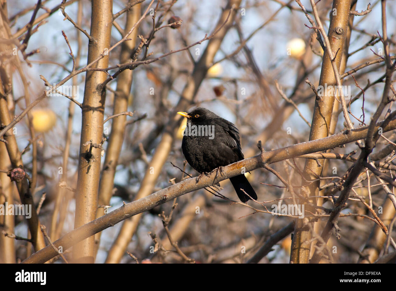 Frozen birds in winter Stock Photo - Alamy