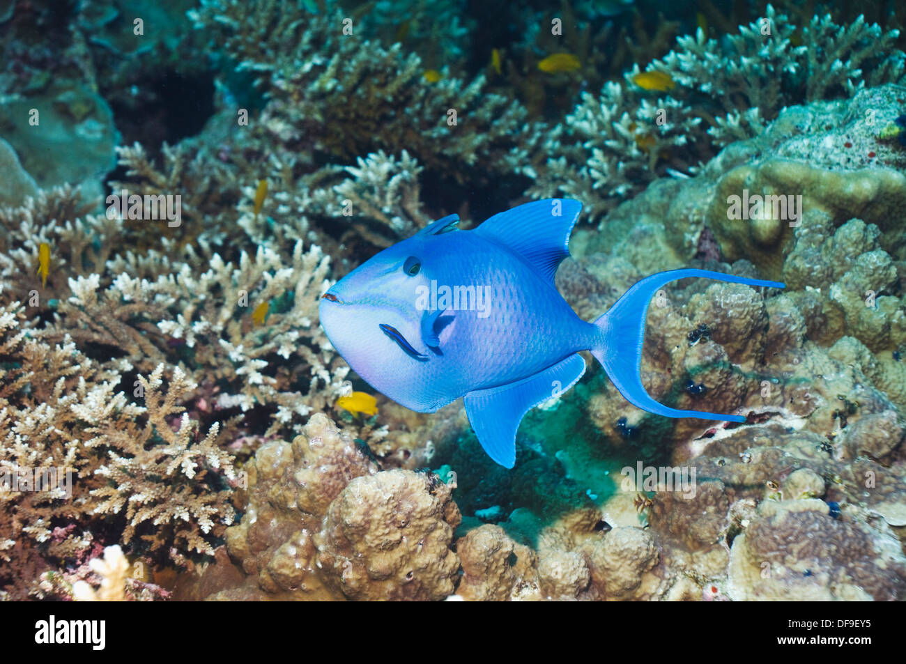 Redtoothed triggerfish hi-res stock photography and images - Alamy