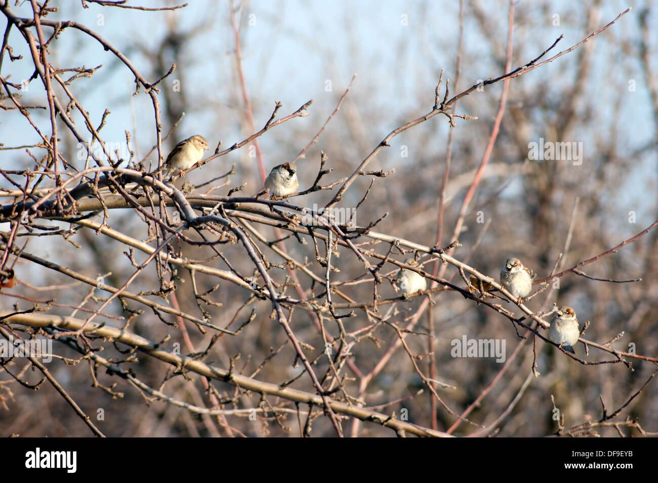 Frozen and birds hi-res stock photography and images - Alamy