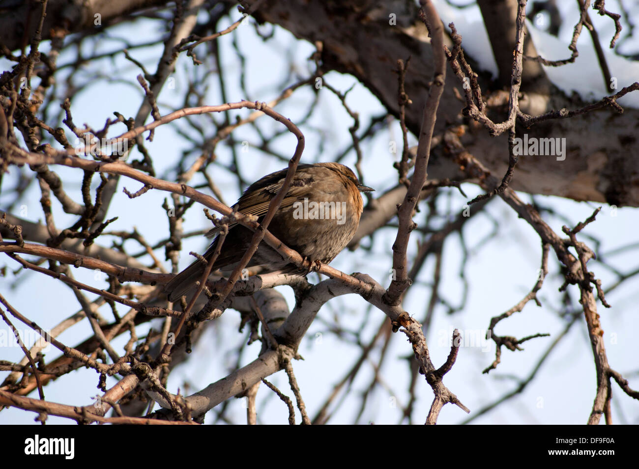 Birds freeze hi-res stock photography and images - Alamy