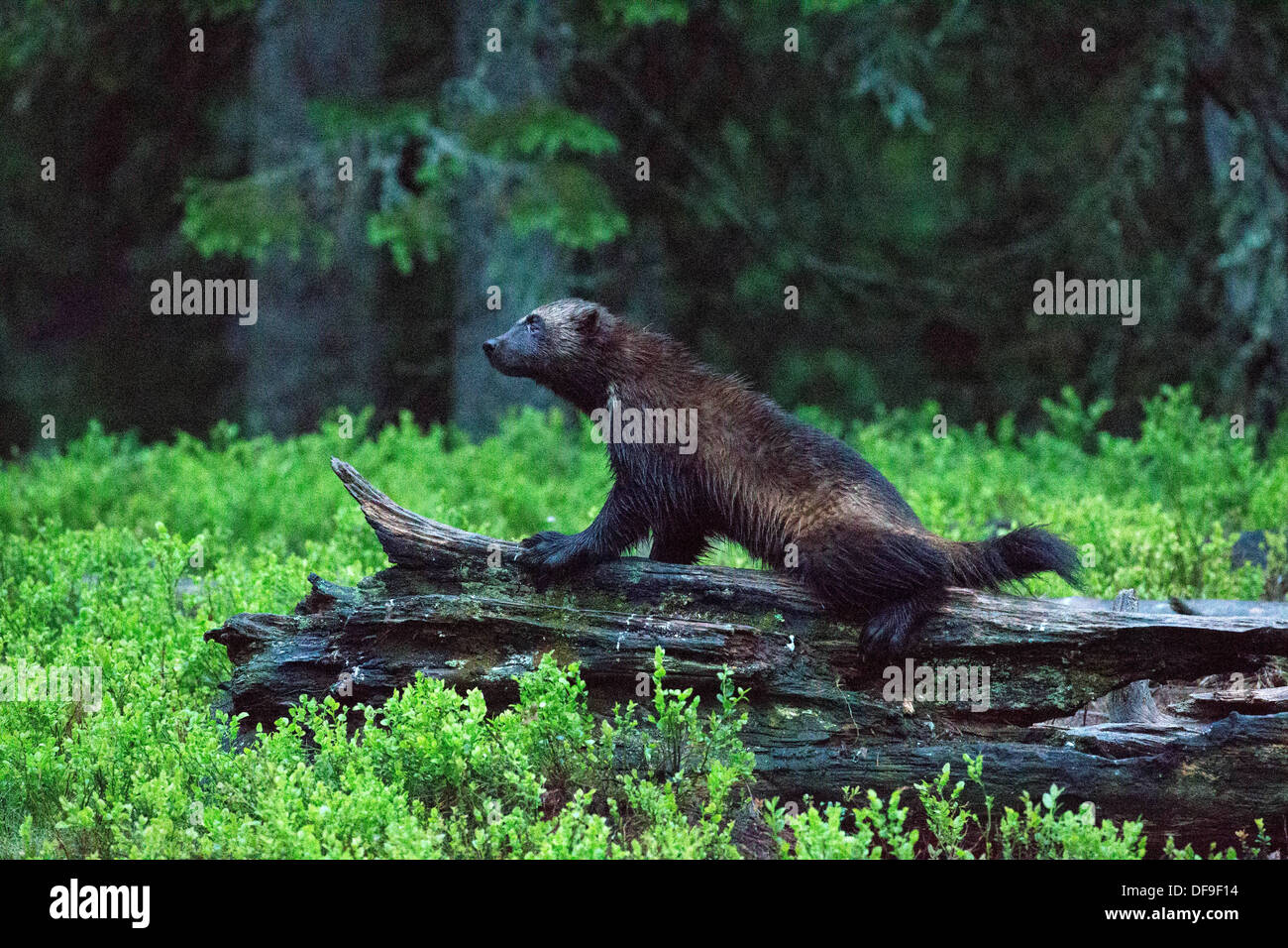 Wolverine glutton carcajou gulo gulo hi-res stock photography and ...