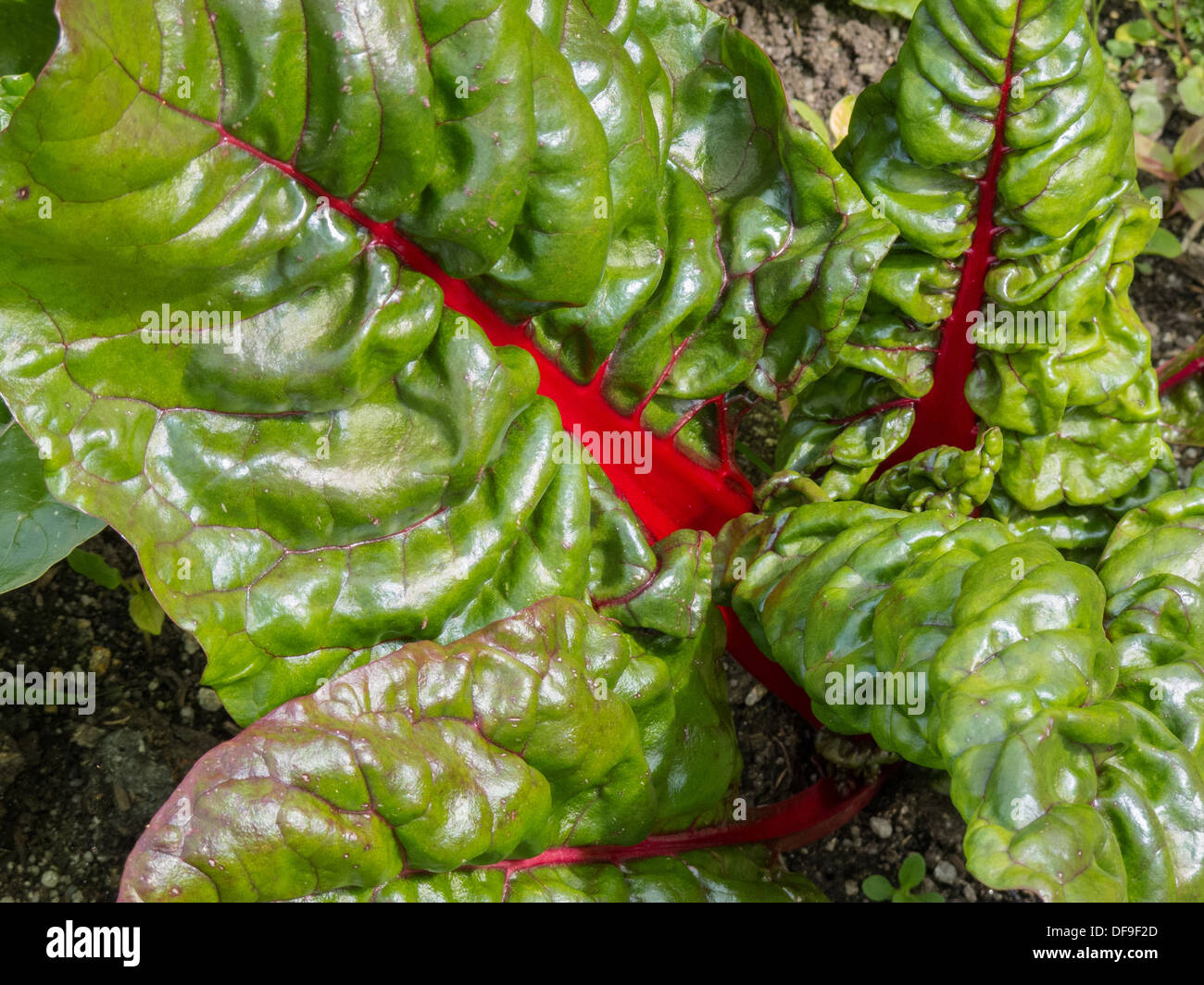 Close-up of a Chard 'Bright Lights' spinach Stock Photo - Alamy