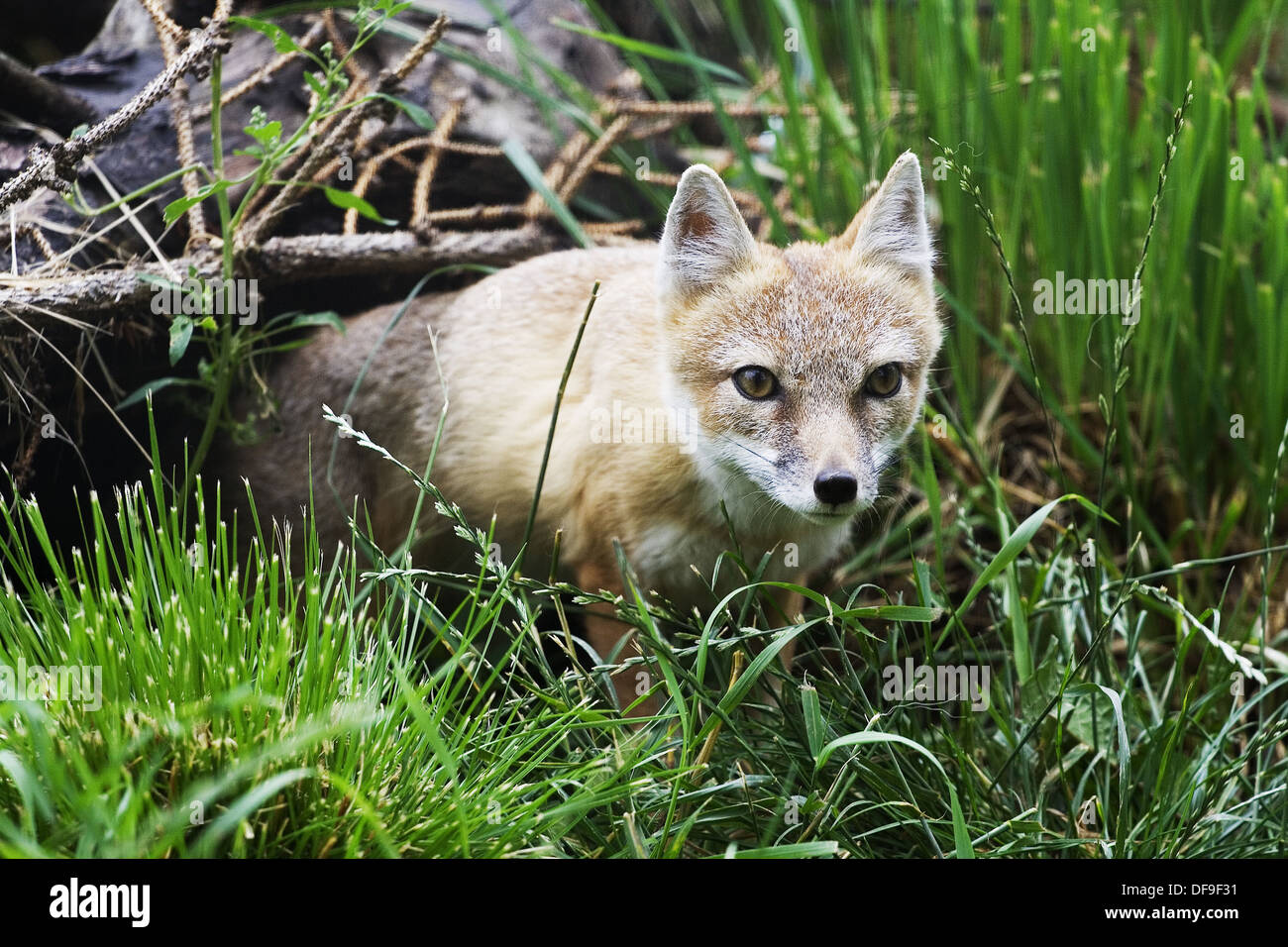 Swift fox kit hi-res stock photography and images - Alamy