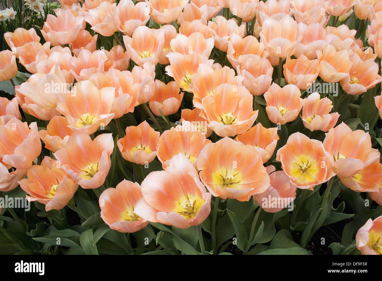 Peach colored hi-res stock photography and images - Alamy