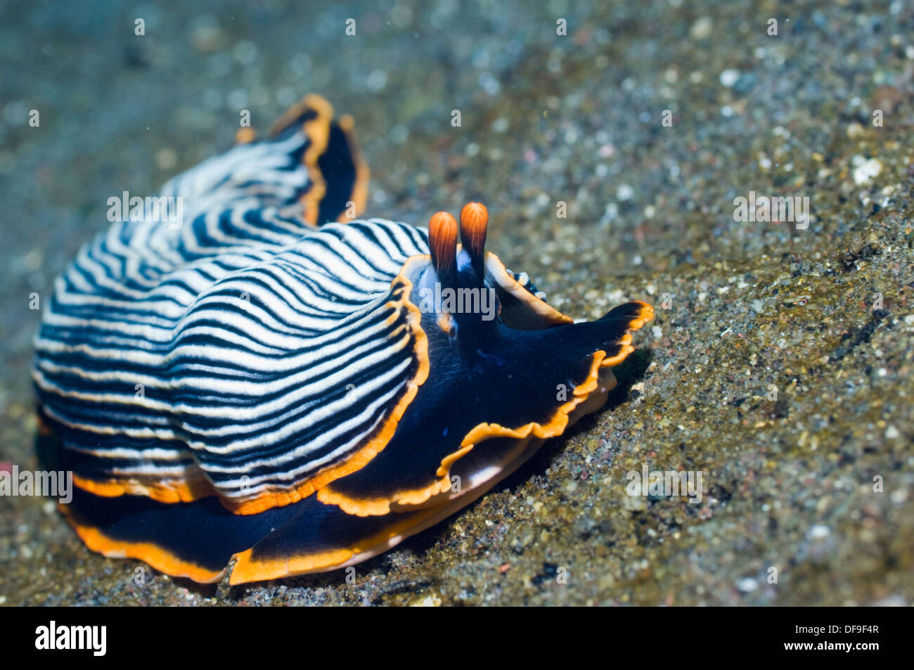 Armina nudibranch armina sp hi-res stock photography and images - Alamy