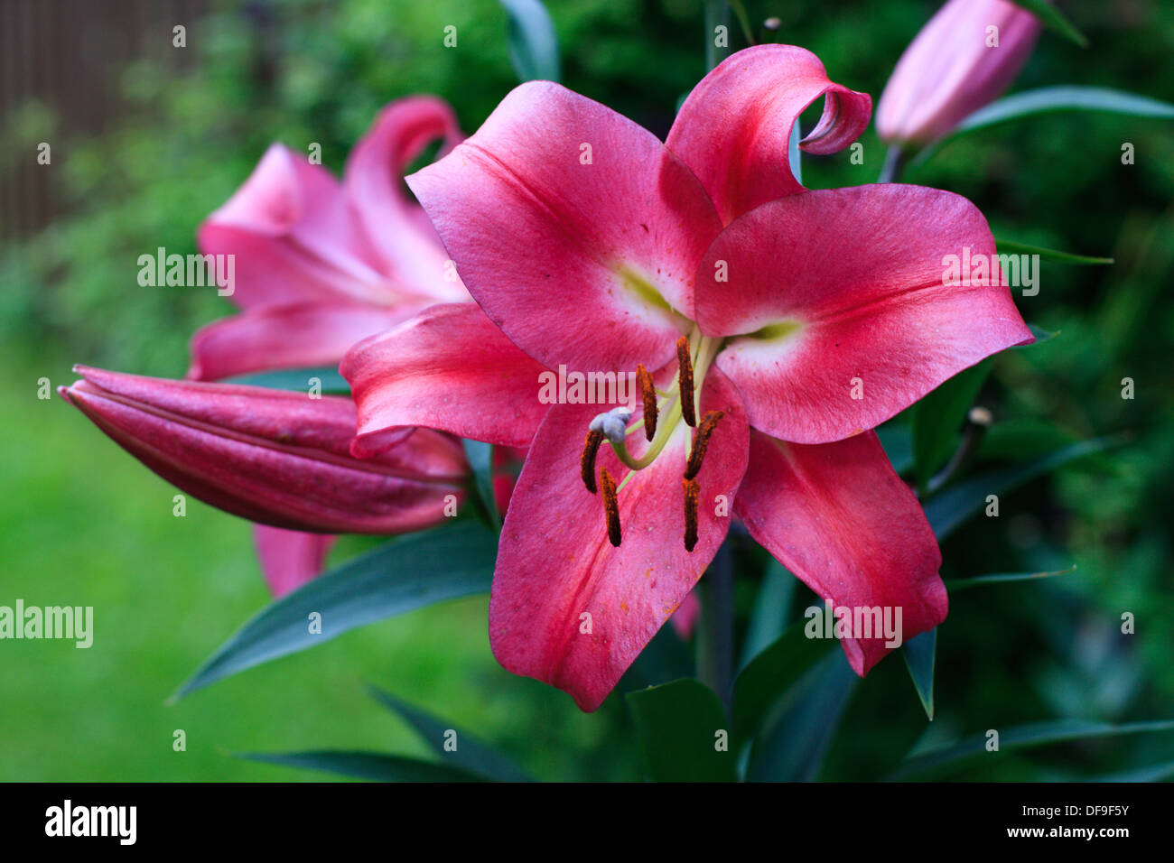 Beautiful Stargazer Lilies Stock Photo - Alamy