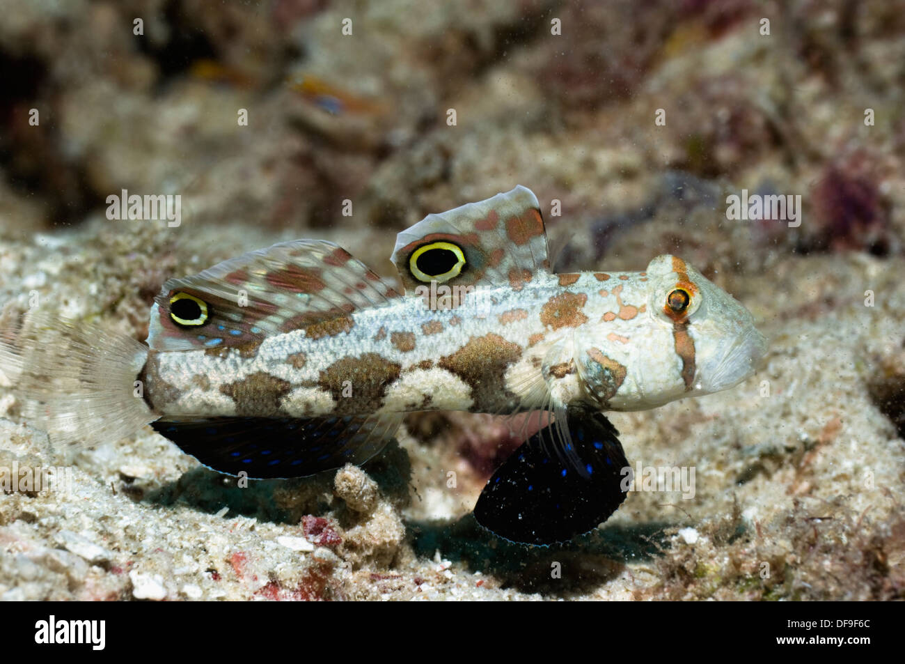 Signigobius biocellatus hi-res stock photography and images - Alamy