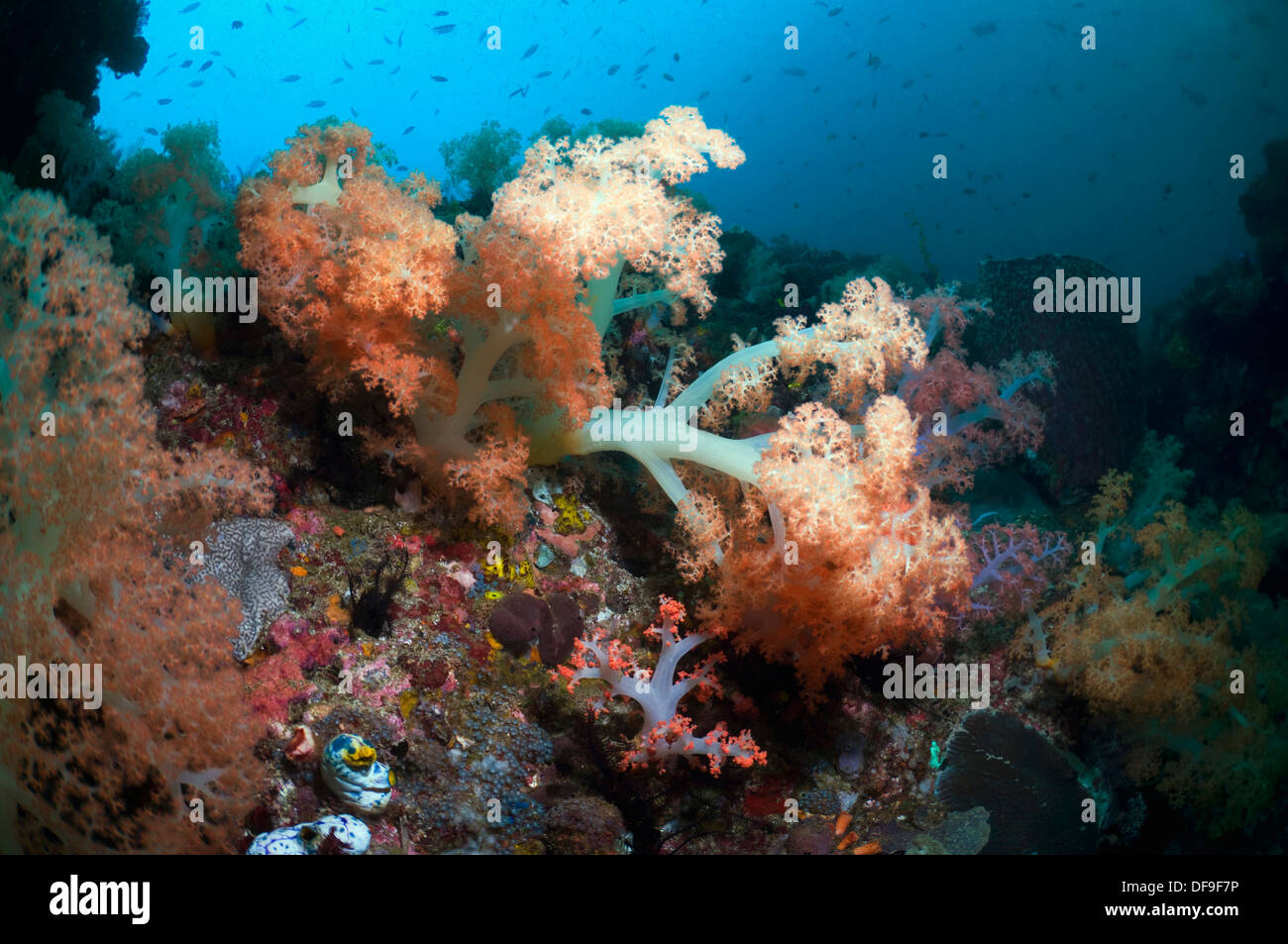 Scleronephthya sp hi-res stock photography and images - Alamy