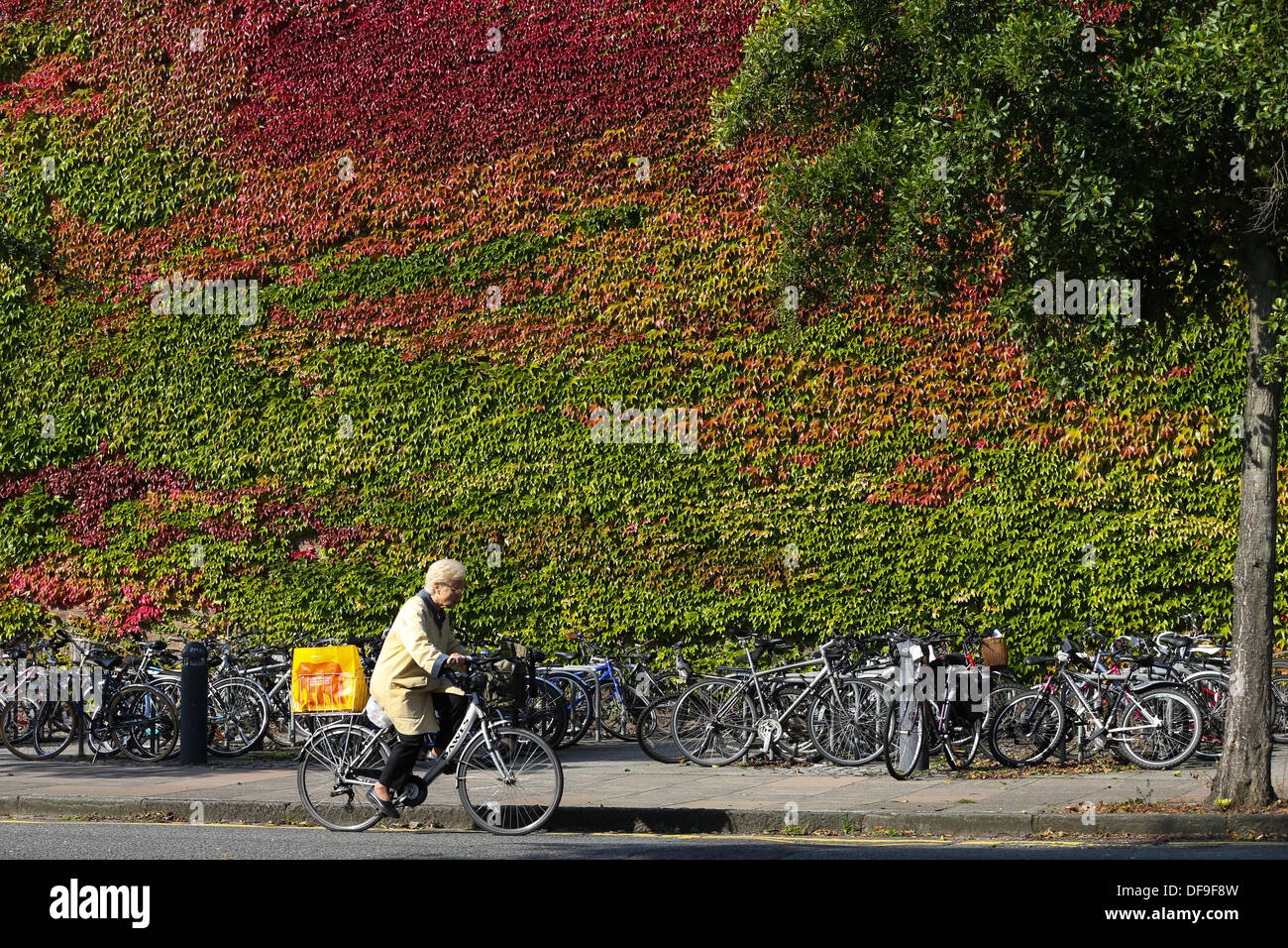 BOSTON IVY ON THE WALL OF CHURCHILL COLLEGE AT CAMBRIDGE UNIVERSITY IN ...