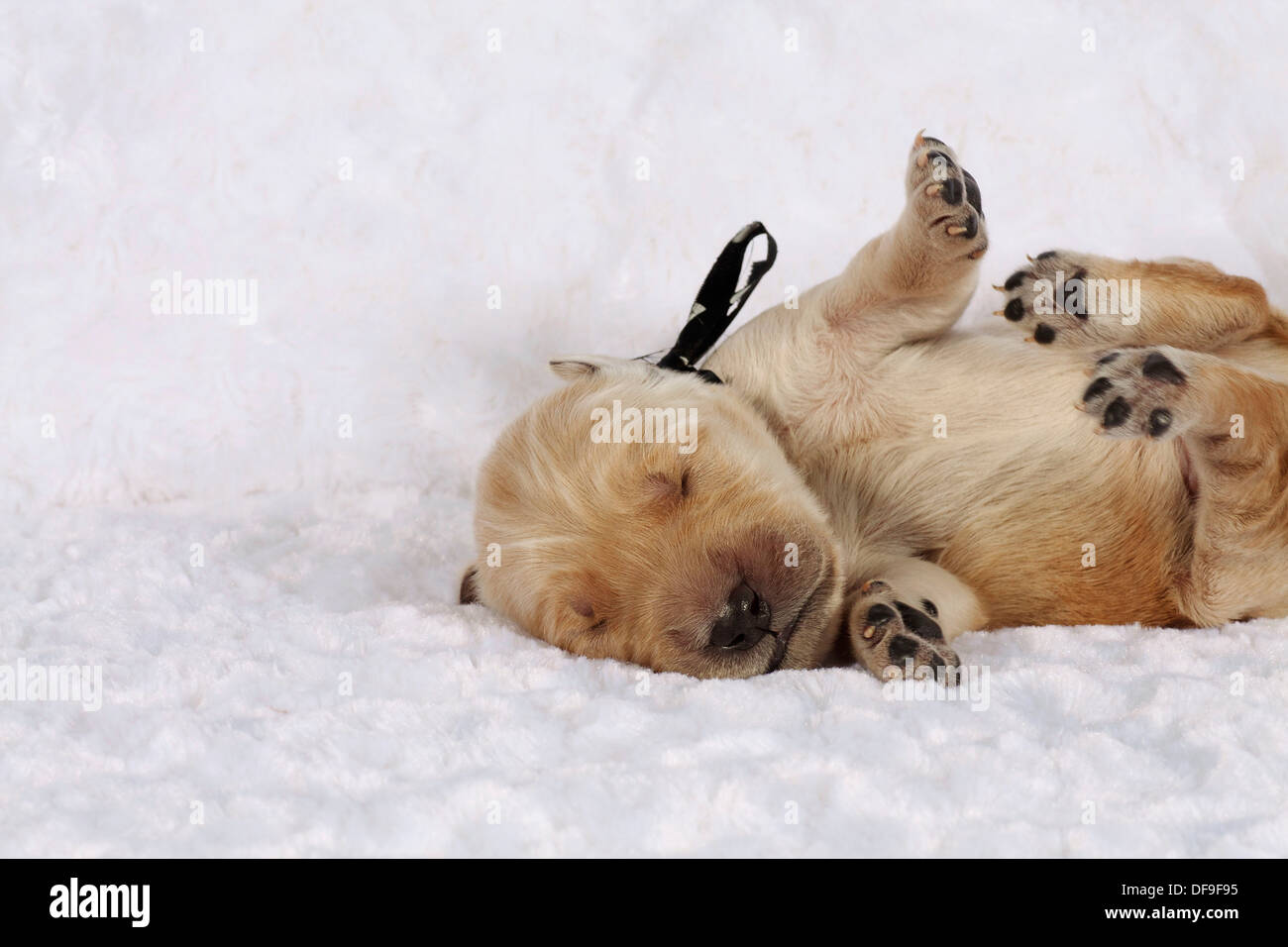One foot down dog hi-res stock photography and images - Alamy