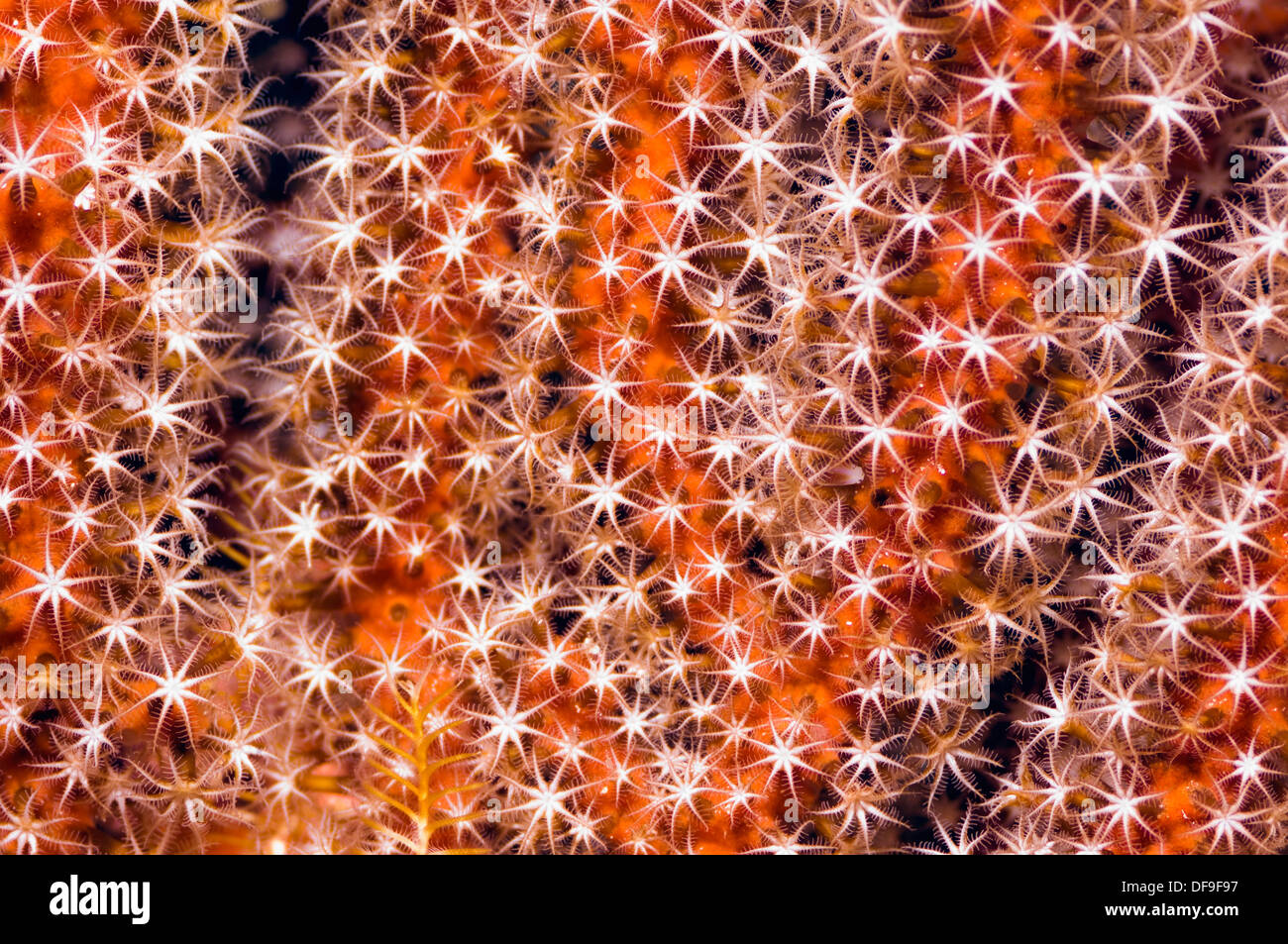 Junceella juncea hi-res stock photography and images - Alamy