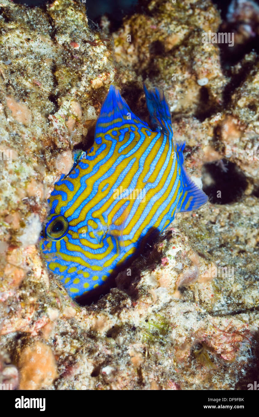 A blue triggerfish hi-res stock photography and images - Alamy