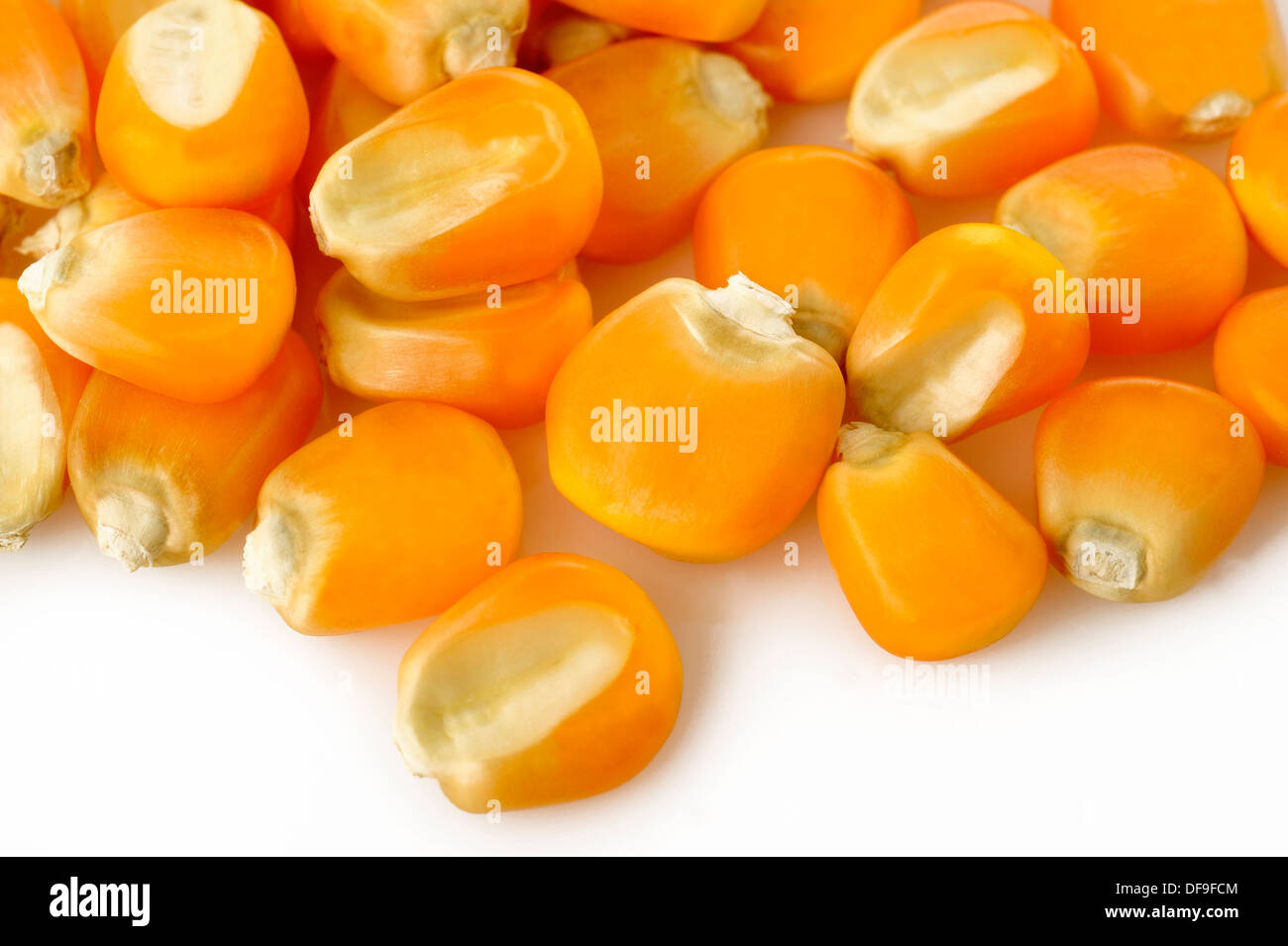corn seeds on white background Stock Photo - Alamy