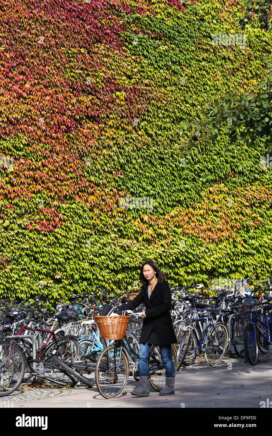 BOSTON IVY ON THE WALL OF CHURCHILL COLLEGE AT CAMBRIDGE UNIVERSITY IN ...