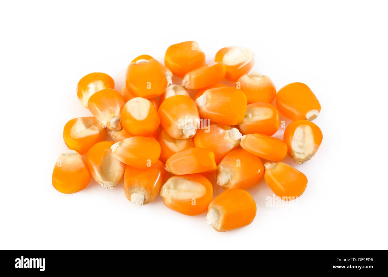 corn seeds on white background Stock Photo - Alamy