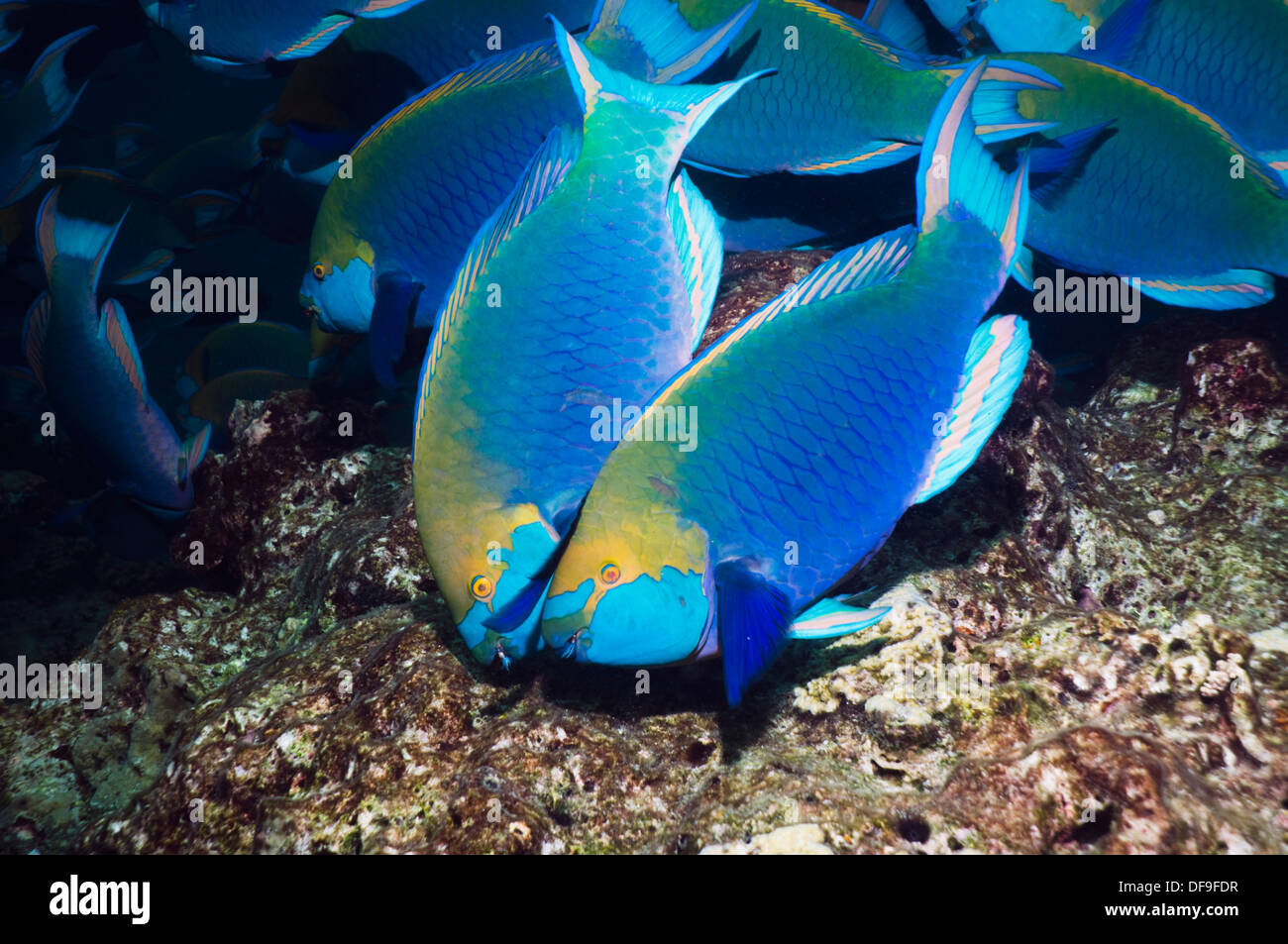School Of Parrotfish Swimming Underwater High Resolution Stock ...