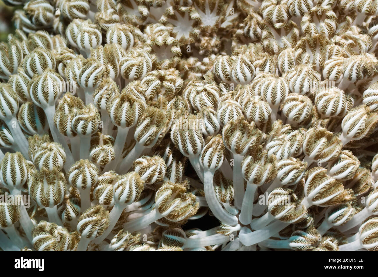 Coral polyps hi-res stock photography and images - Alamy