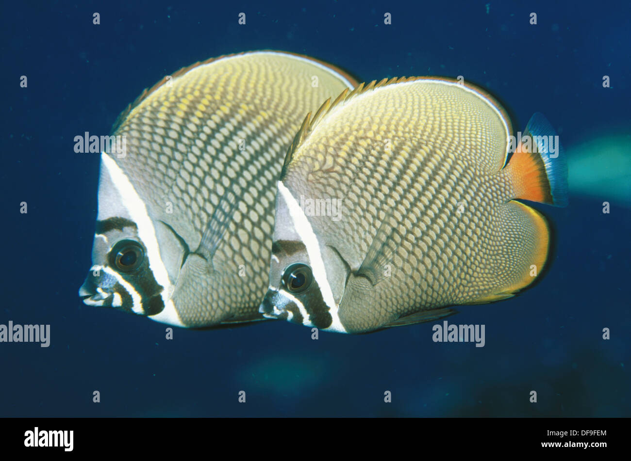 Butterflyfish, chaetodon collare hi-res stock photography and images ...