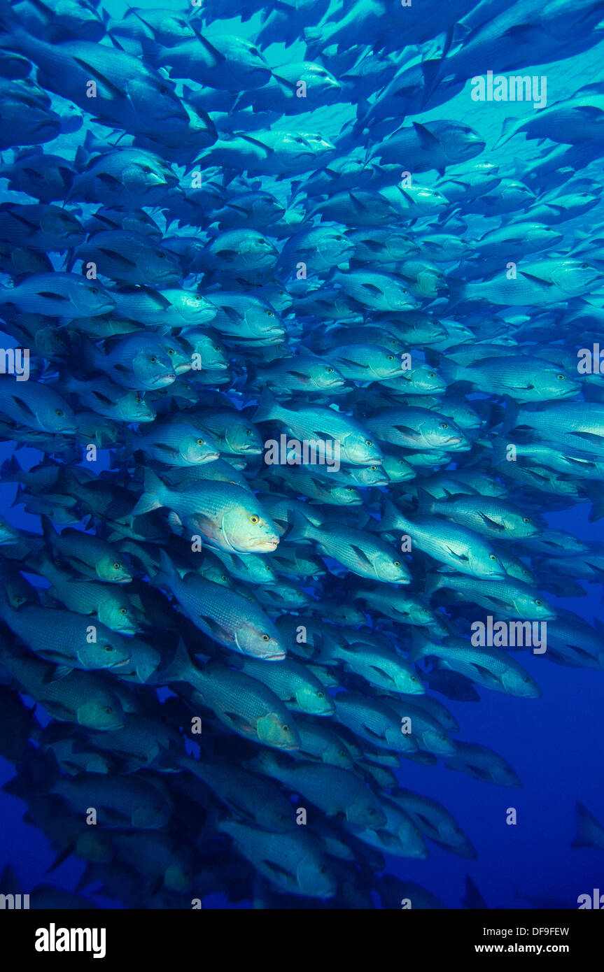 Red snapper lutjanus bohar hi-res stock photography and images - Alamy