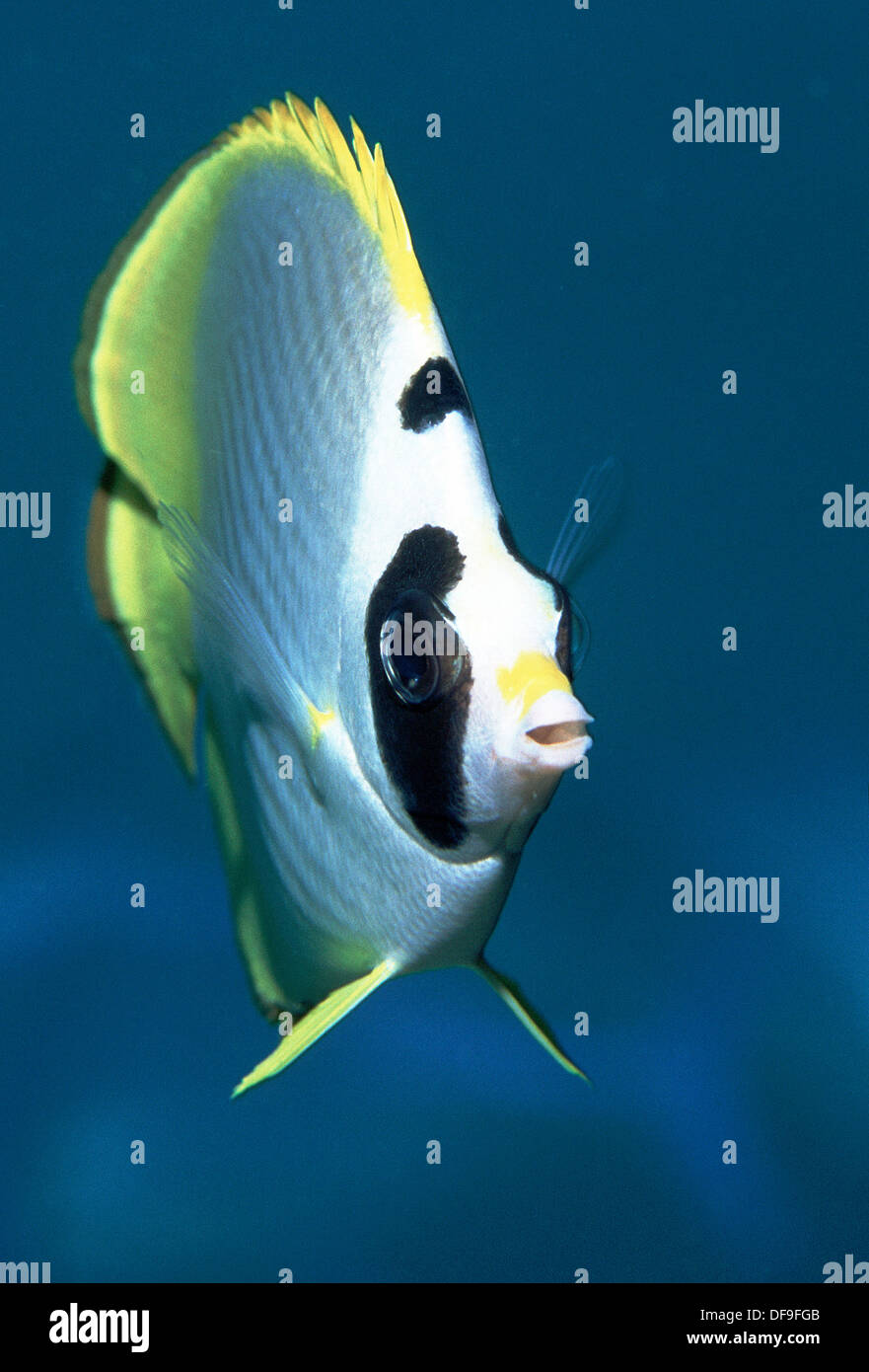 Philippine Butterflyfish High Resolution Stock Photography and Images ...