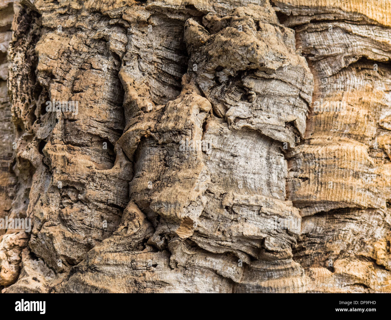Evergreen oak tree hi-res stock photography and images - Alamy
