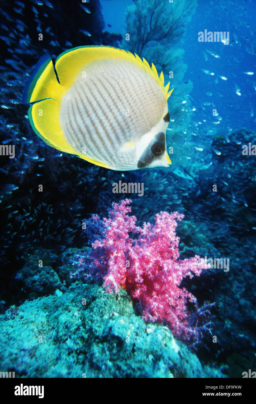 Philippine Butterflyfish High Resolution Stock Photography and Images ...
