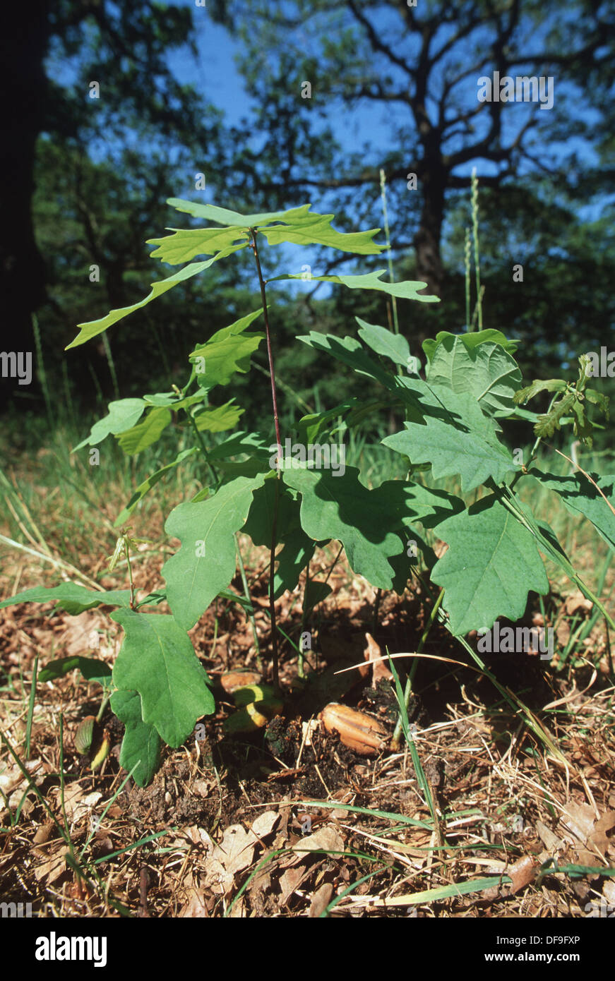 Acorn sprouting hi-res stock photography and images - Alamy
