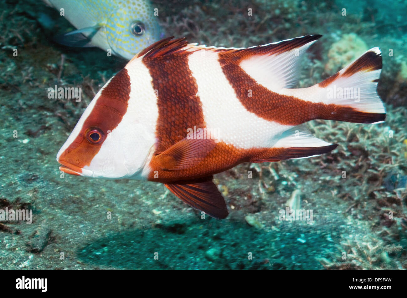 Red emperor snapper hi-res stock photography and images - Alamy
