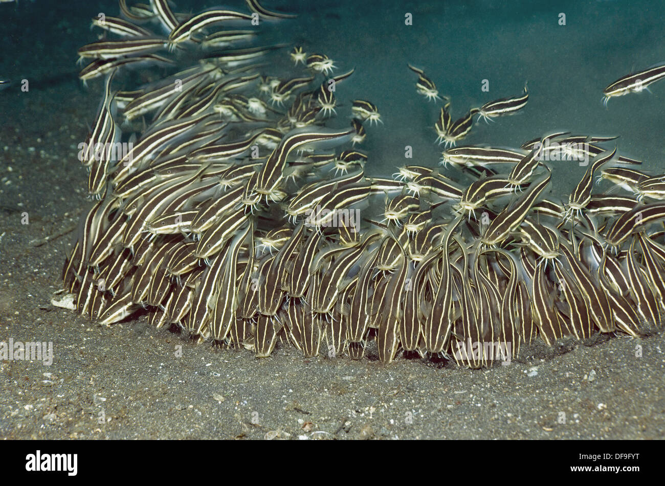 Venomous dorsal spines hi-res stock photography and images - Alamy