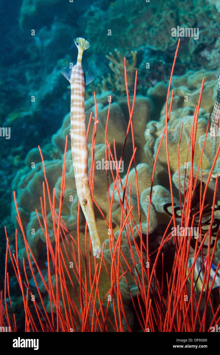 Chinese trumpetfish hi-res stock photography and images - Alamy