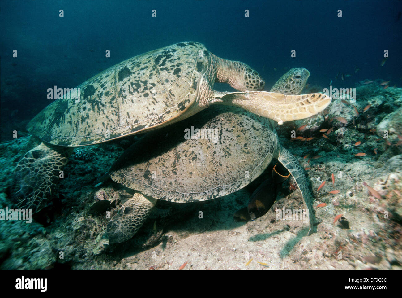 Green sea turtles pair hi-res stock photography and images - Alamy