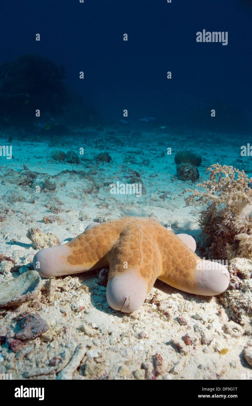 Granulated sea star hi-res stock photography and images - Alamy
