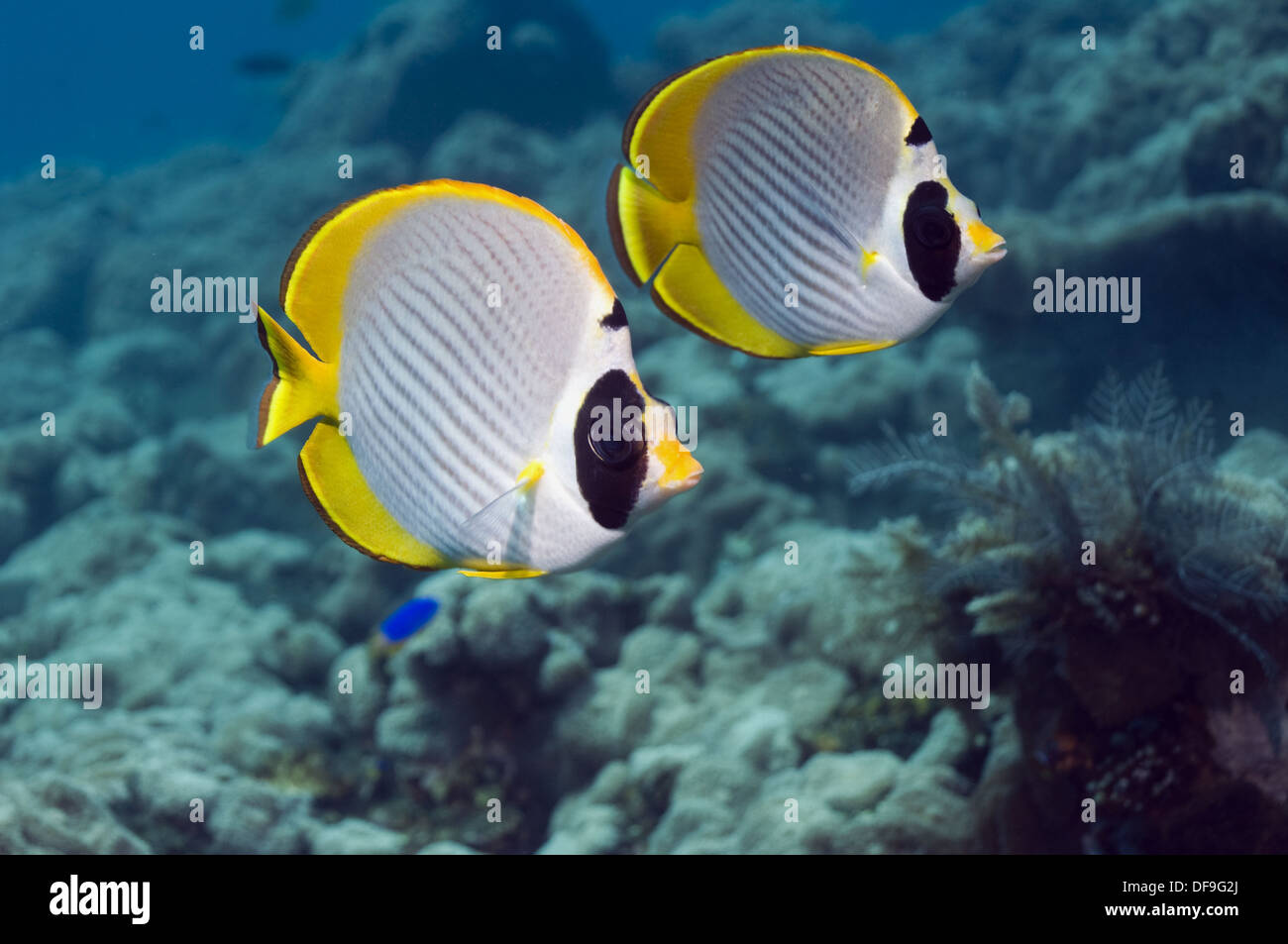 Philippine Butterflyfish High Resolution Stock Photography and Images ...