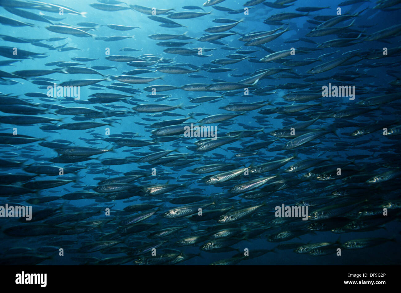 Fish school mackerel hi-res stock photography and images - Alamy