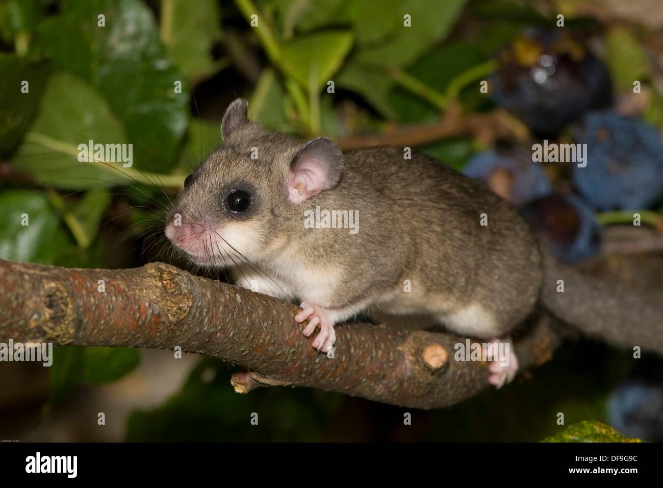 Glis glis edible dormouse hi-res stock photography and images - Alamy