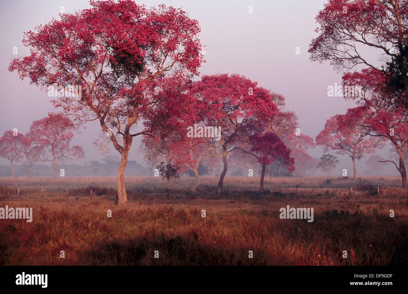 Tabebuia Rose High Resolution Stock Photography and Images - Alamy