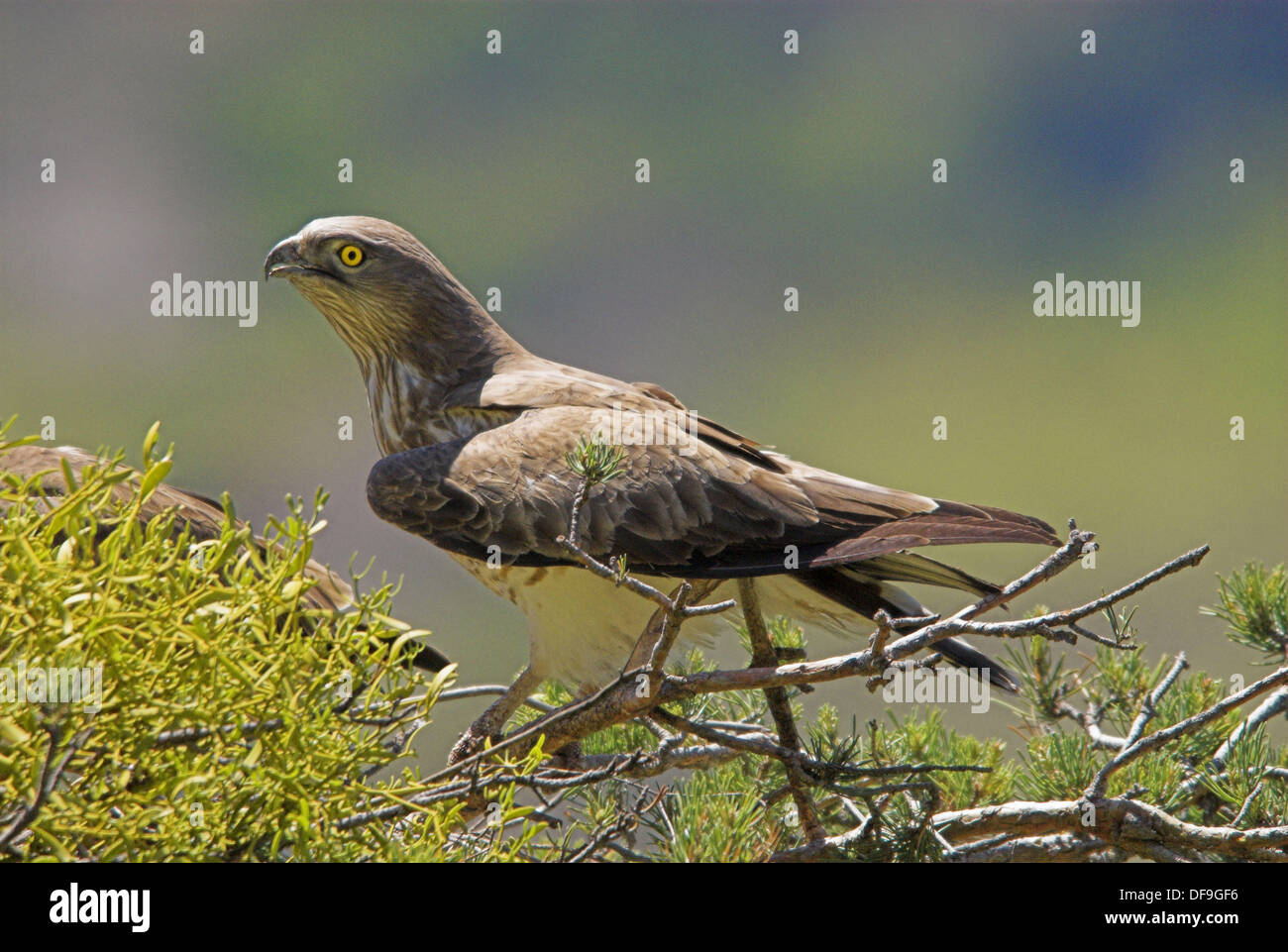 Circaetus gallicus nest hi-res stock photography and images - Alamy