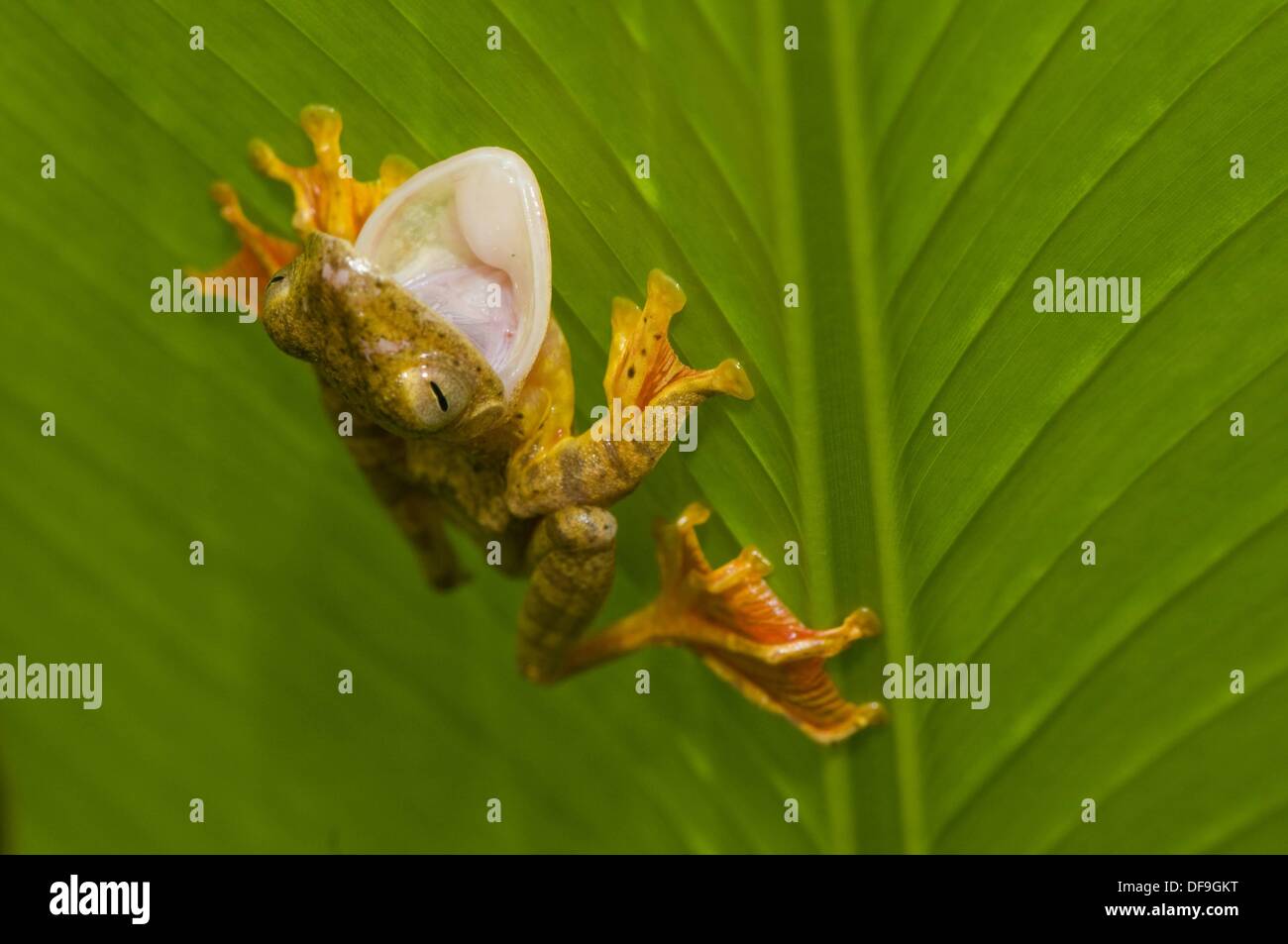 Yawning frog hi-res stock photography and images - Alamy