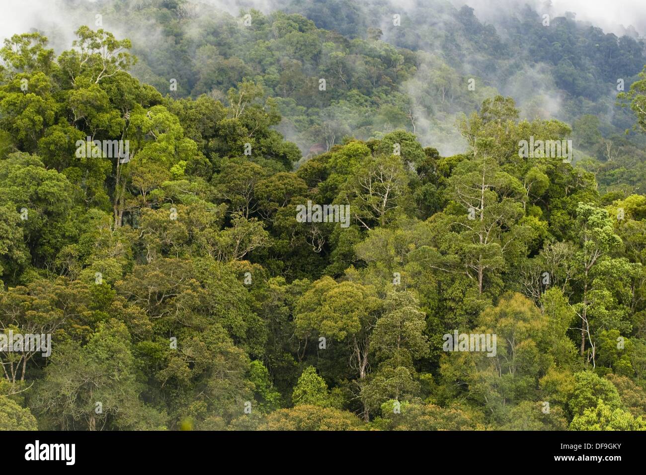 Mount kinabalu cloud jungle sabah hi-res stock photography and images ...