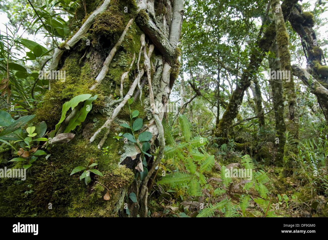 Cloud forest Mount Kinabalu Kinabalu National Park Sabah Borneo ...